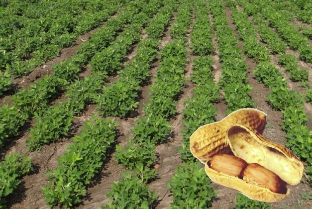 Ravageurs et maladies de l'arachide: Identification et moyens de lutte ...