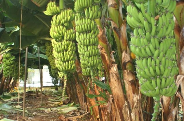 Le bananier - Transfert de Technologie en Agriculture Maroc