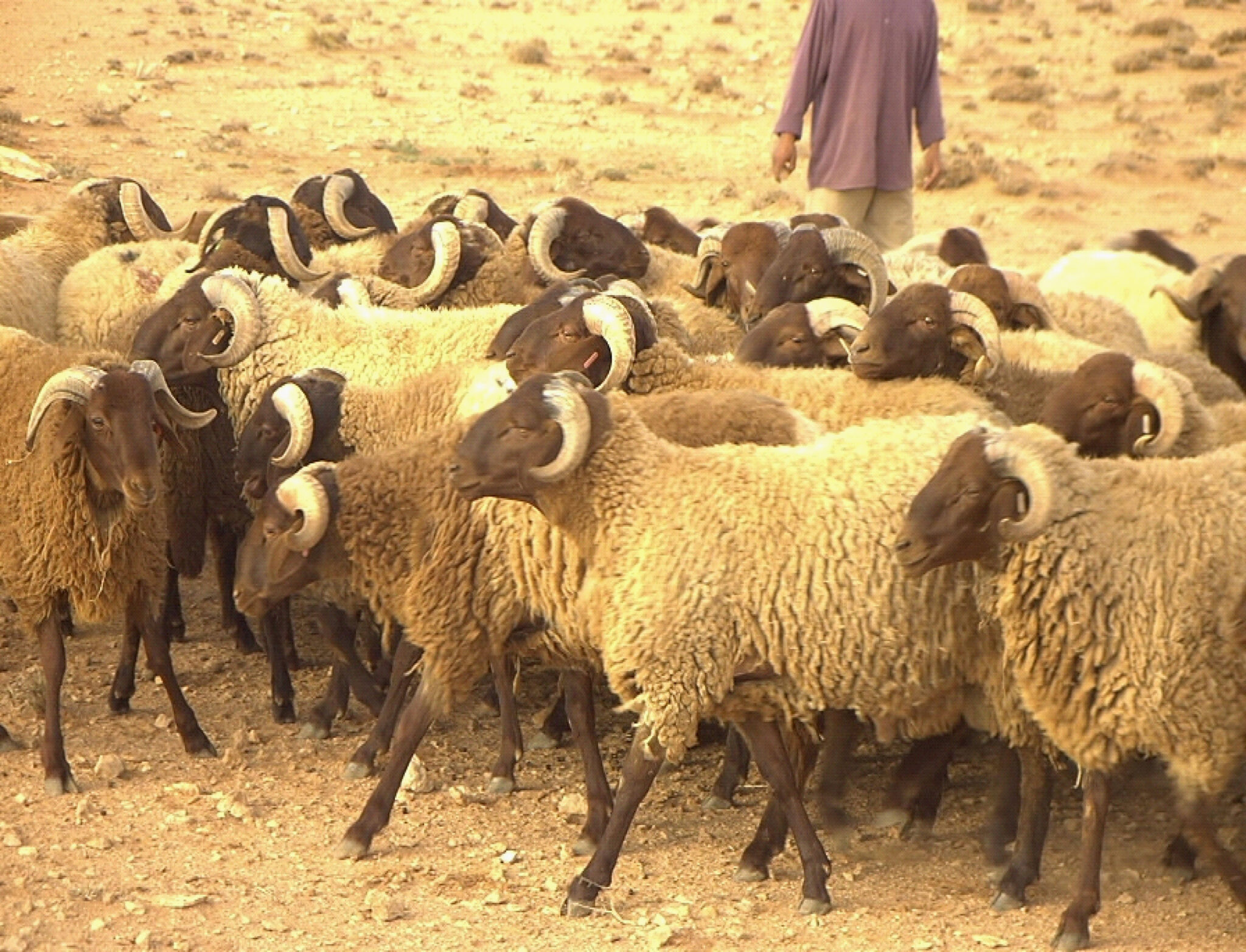 La race ovine Beni Guil: Ses performances en race pure et en croisement ...