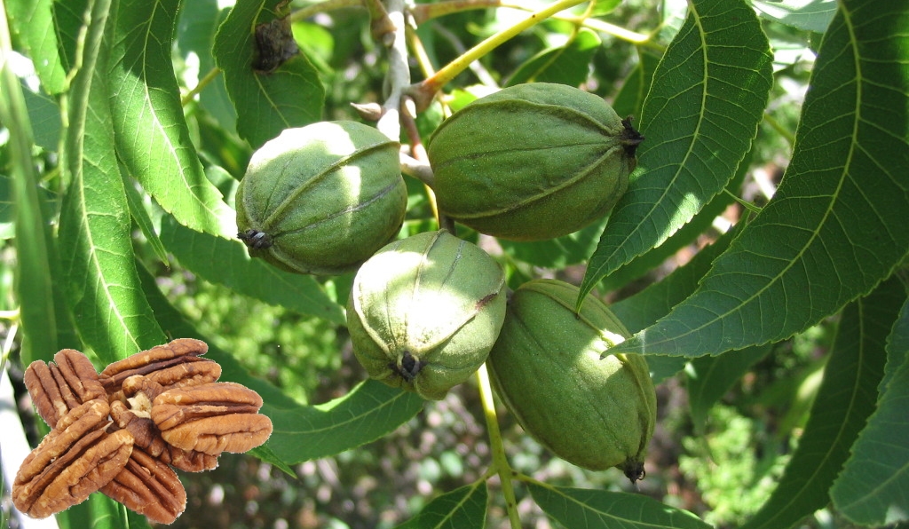 Le Pacanier: Pour une diversification fruitière rentable - Transfert de ...