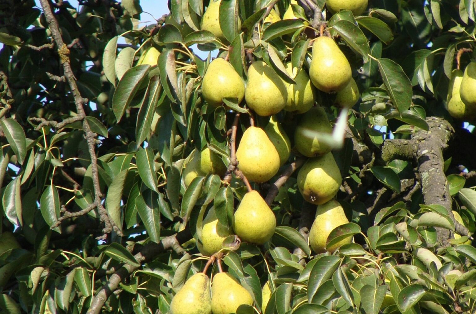Le poirier - Transfert de Technologie en Agriculture Maroc