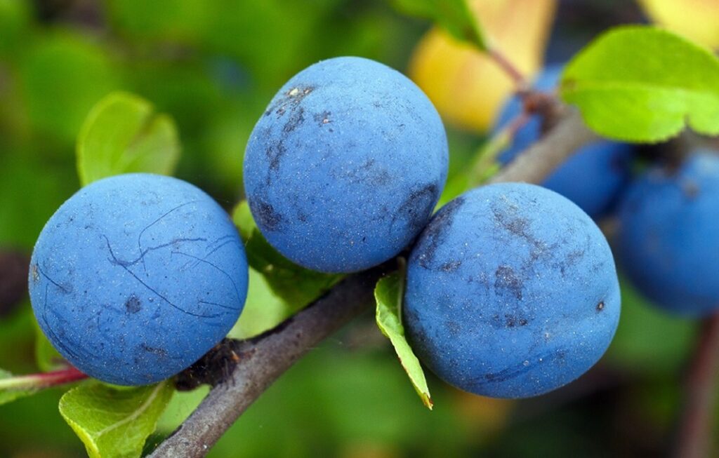 Le prunier - Transfert de Technologie en Agriculture Maroc