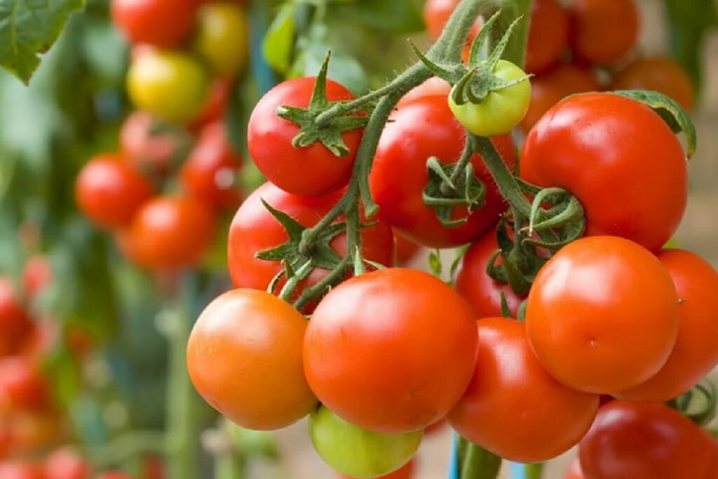 La tomate - Transfert de Technologie en Agriculture Maroc