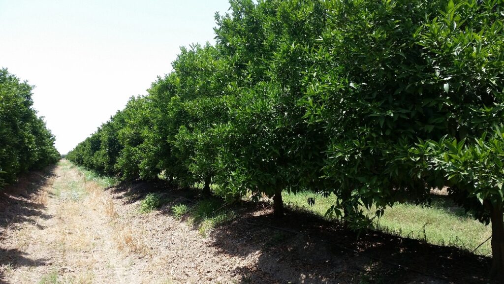 Formation sur l’irrigation localisée des agrumes - Transfert de ...