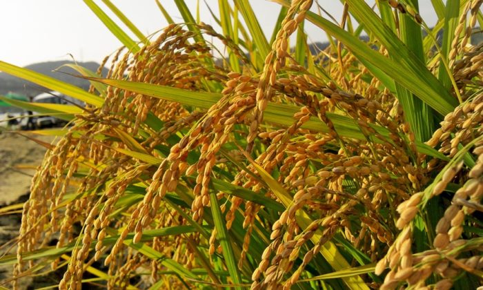 La culture de riz et ses principaux problèmes phytosanitaires dans la ...