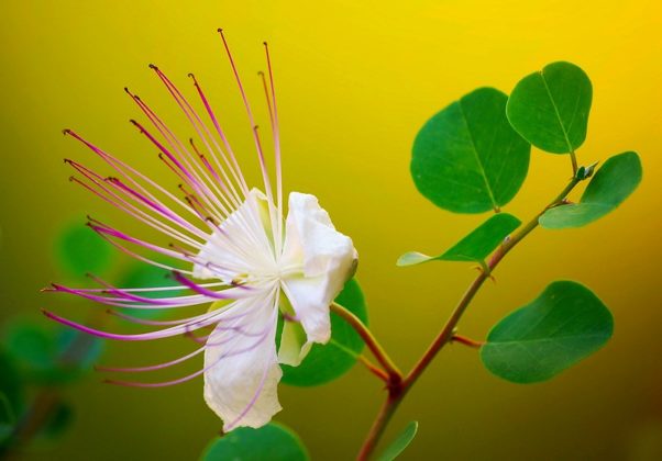 Le Câprier: Importance économique et conduite technique - Transfert de ...