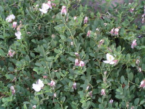 Le Câprier: Importance économique et conduite technique - Transfert de ...