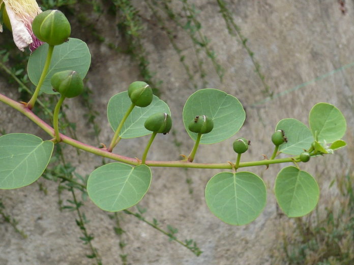 Le Câprier: Importance économique et conduite technique - Transfert de ...