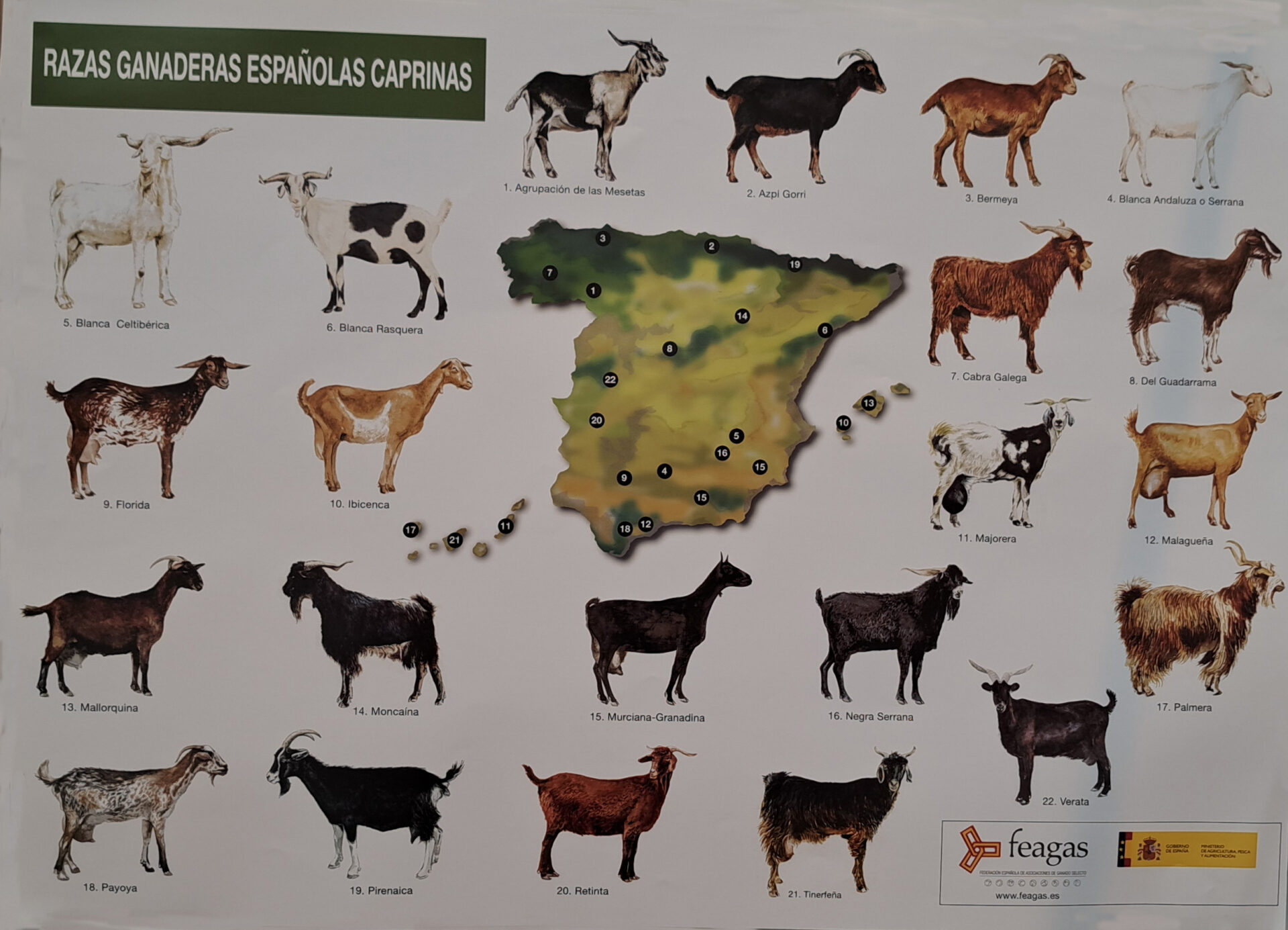 Reportage - FIGAN 2023: La Foire internationale d’élevage de Saragosse ...