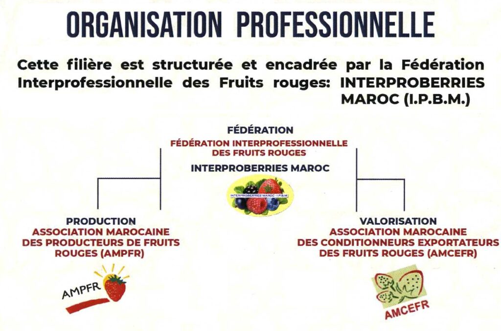 La filière marocaine des fruits rouges - Transfert de Technologie en ...