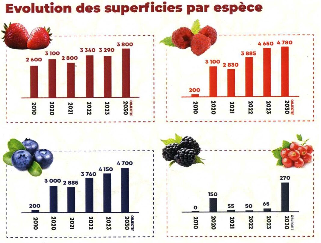 La filière marocaine des fruits rouges - Transfert de Technologie en ...